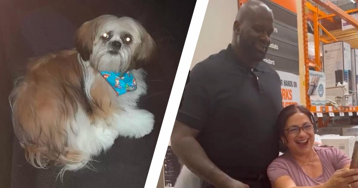 Taxi Driver Finds Dog In Bag With A Note | Shaq Surprises Family With ...